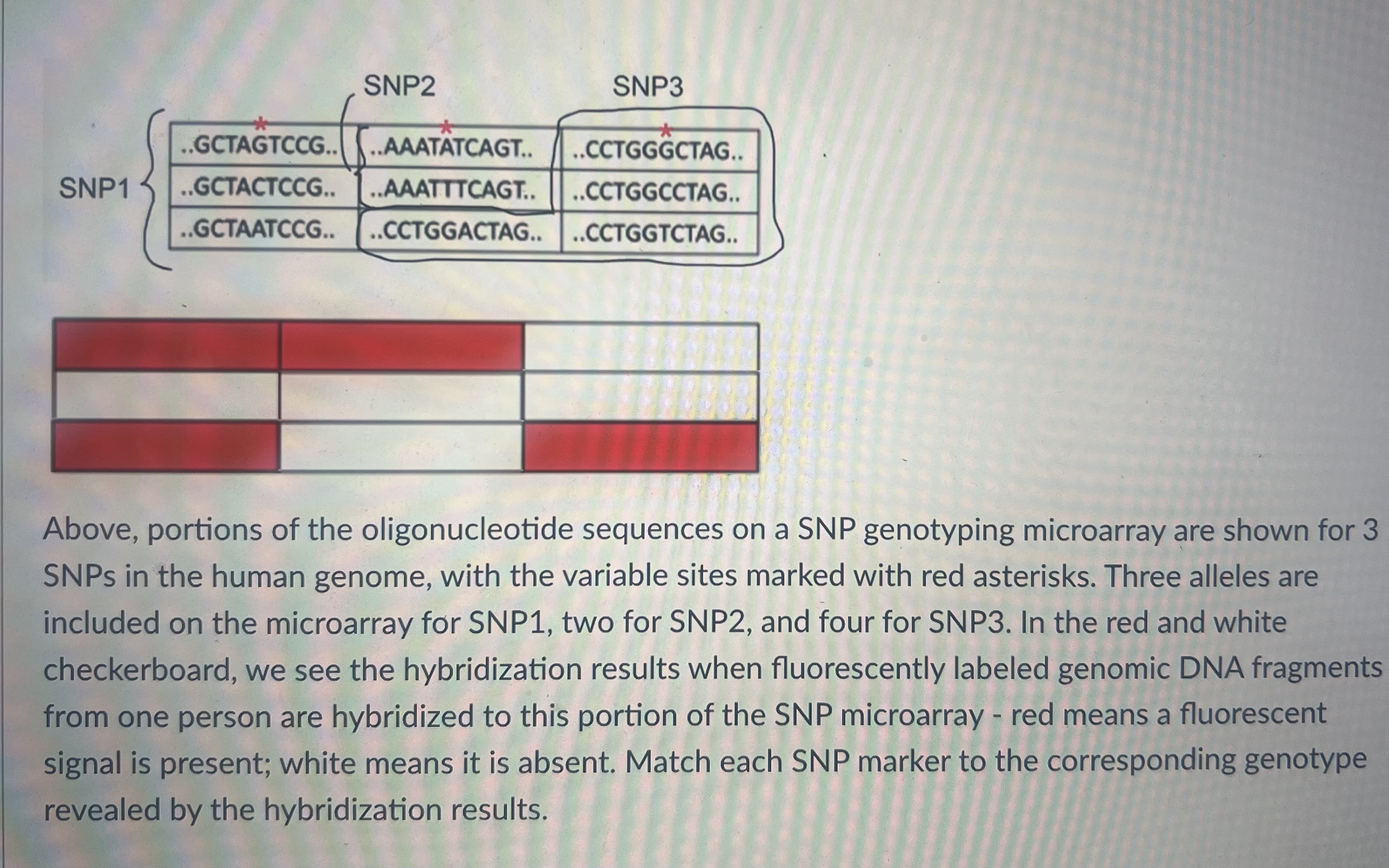 Solved Above, portions of the oligonucleotide sequences on a | Chegg.com