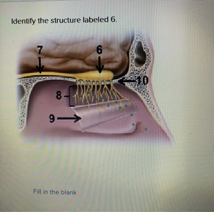 Solved Identify the structure labeled 6 6 30 Fill in the | Chegg.com