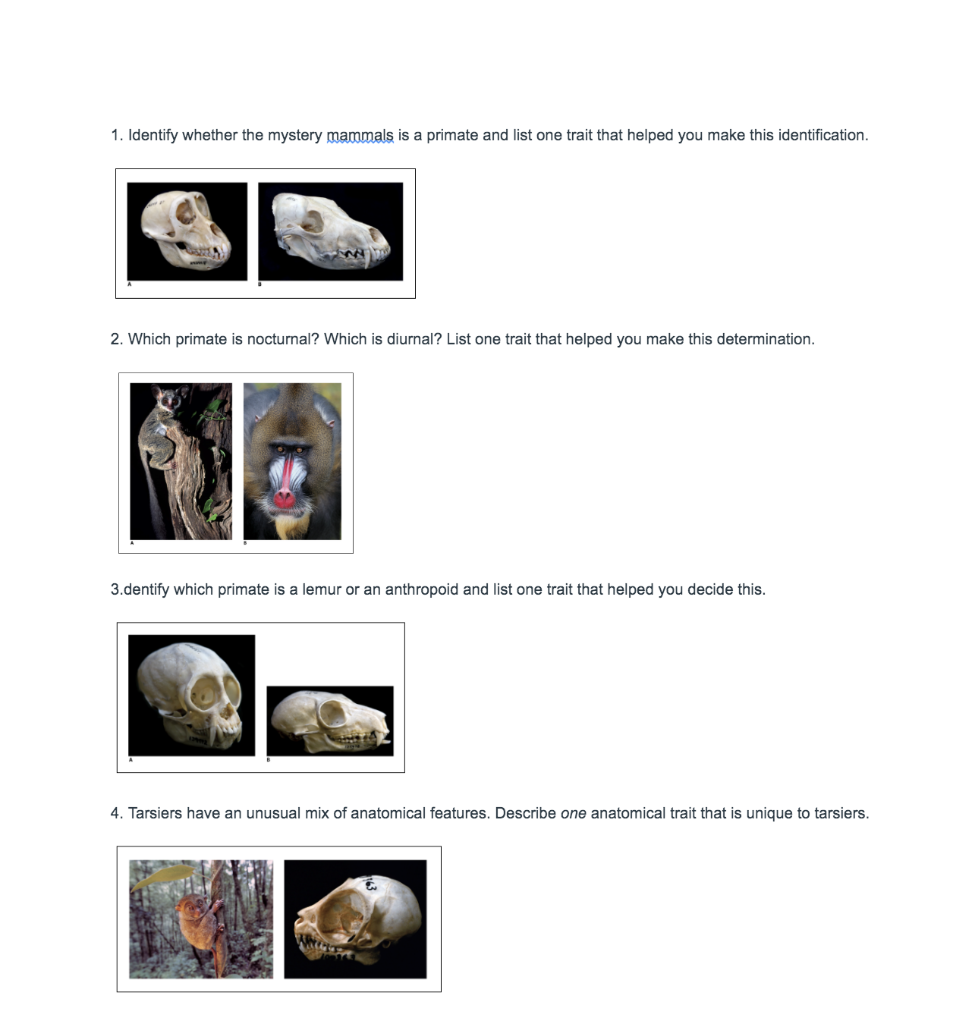 Solved 1 Identify Whether The Mystery Mammals Is A Primate Chegg Solved 1 Identify Whether The Mystery Mammals Is A Primate Chegg