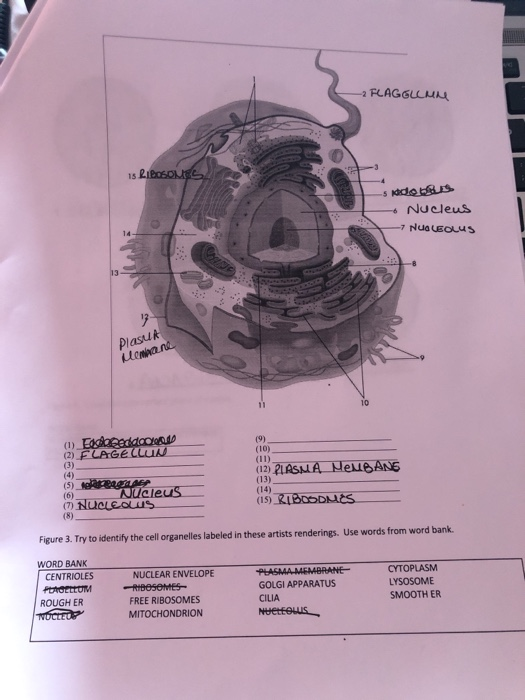 Solved 15 Nucleus 14 asuk 10 2) FLAG (12) (13) (14) ale | Chegg.com