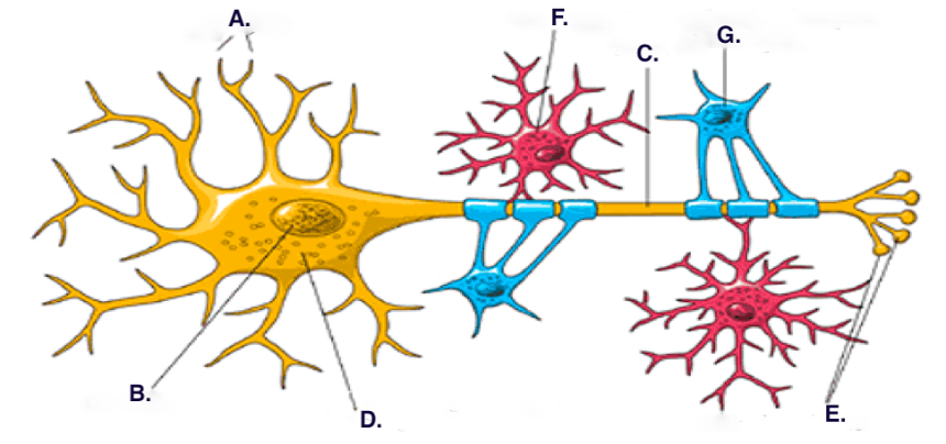 Solved Label the different parts of the neuron and explain | Chegg.com