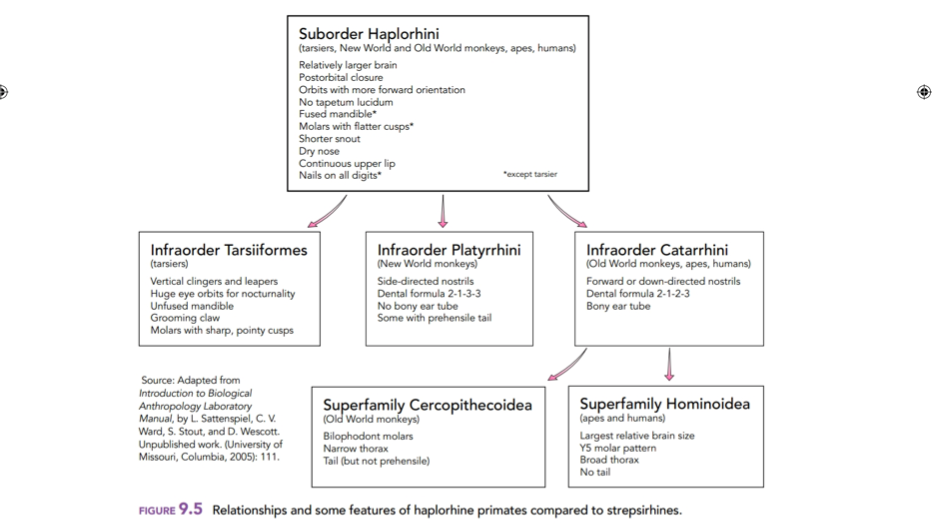 Solved Station 2: Platyrrhine or Catarrhine? 1 Look at the | Chegg.com