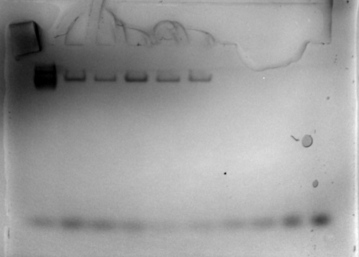 Analysis the SDS-PAGE and Native-PAGE gel. Indicated | Chegg.com