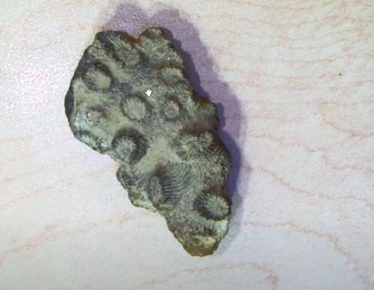 Solved Identify the fossil. Common Name: Geologic | Chegg.com