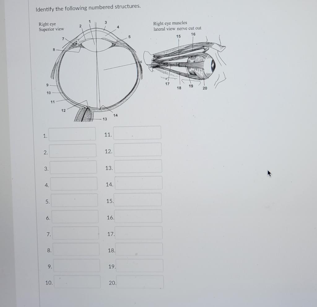 Solved Identify the following numbered structures. Right cye | Chegg.com