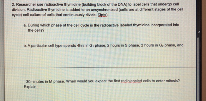 Solved 2. Researcher use radioactive thymidine (building | Chegg.com