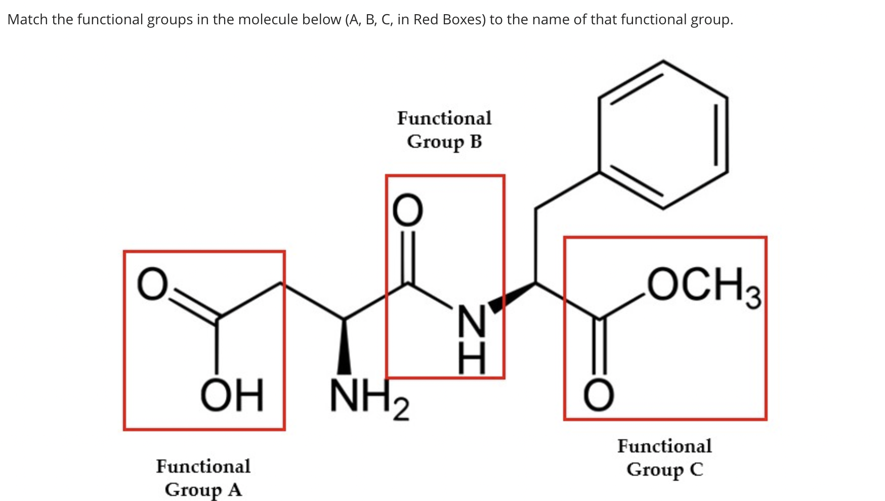 Solved Match the functional groups in the molecule below (A, | Chegg.com