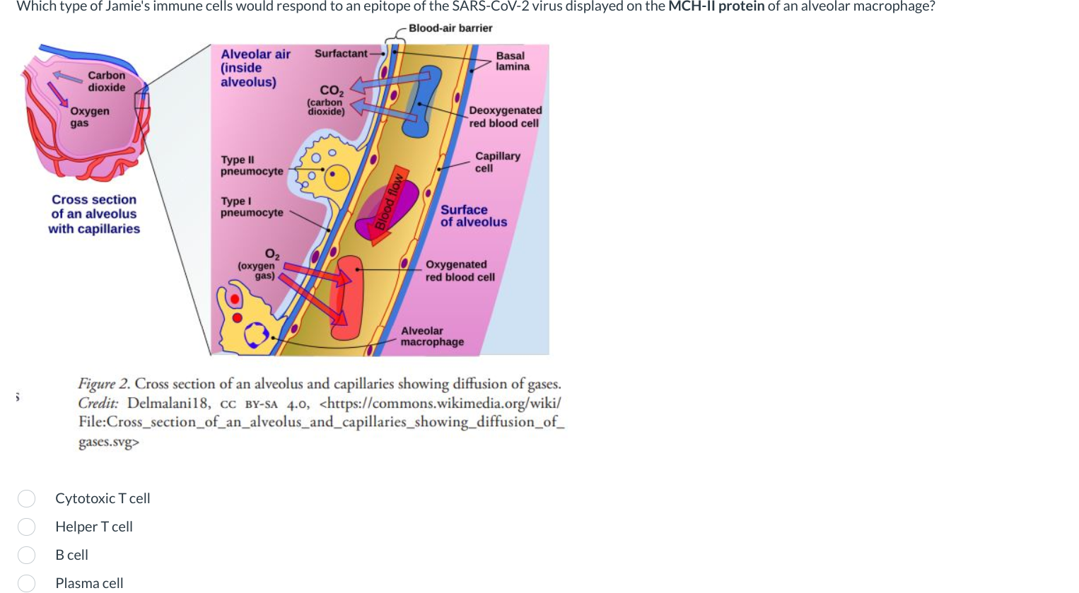 Figure 2. Cross section of an alveolus and | Chegg.com