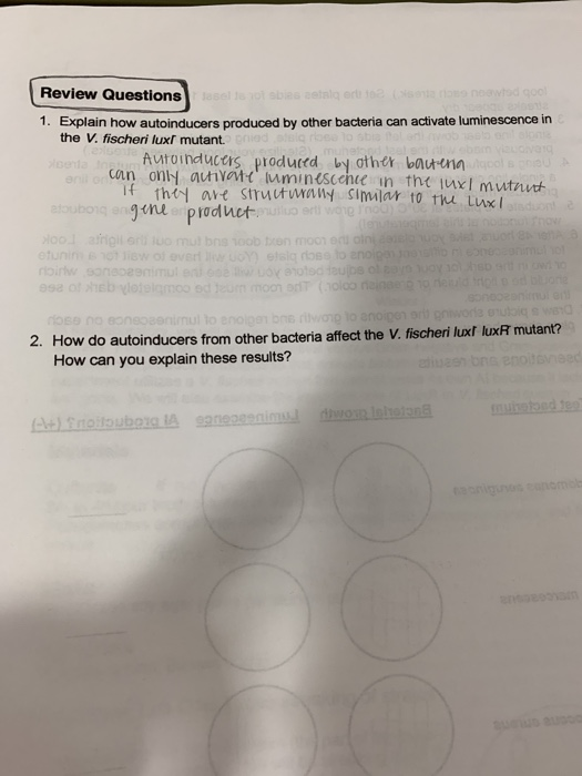 Solved Review Questions Explain how autoinducers produced by | Chegg.com