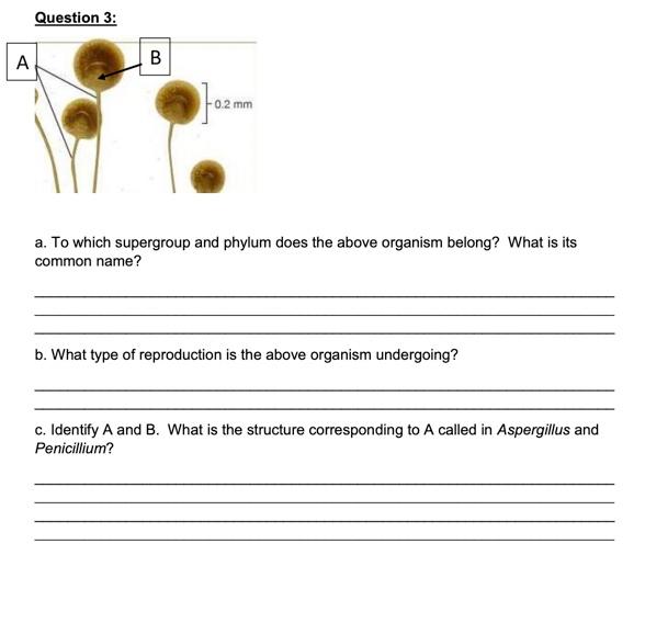 Solved a. To which supergroup and phylum does the above | Chegg.com