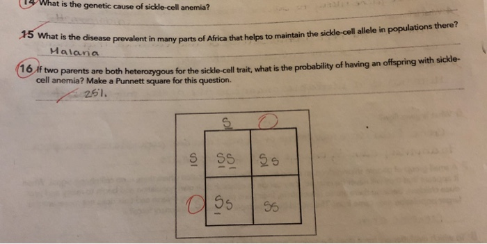 Sickle Cell Anemia Punnett Square