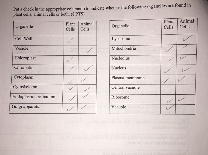 Solved Put a che plant cells, animal cells or both. (8 PTS) | Chegg.com