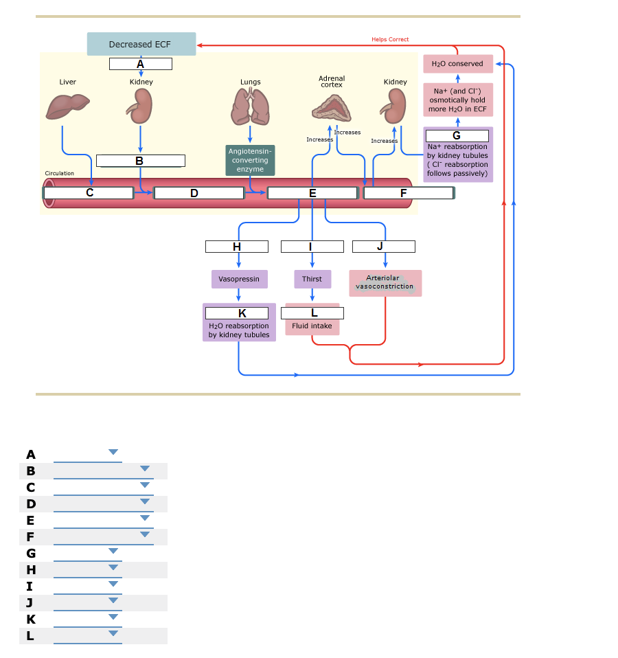 Solved 4. Sodium reabsorption and the RAAS As filtrate | Chegg.com