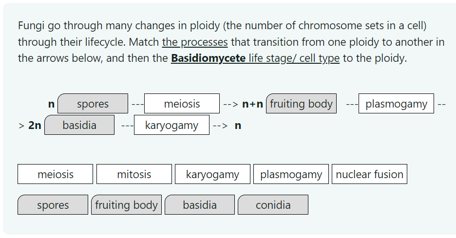 Solved Fungi go through many changes in ploidy (the number | Chegg.com