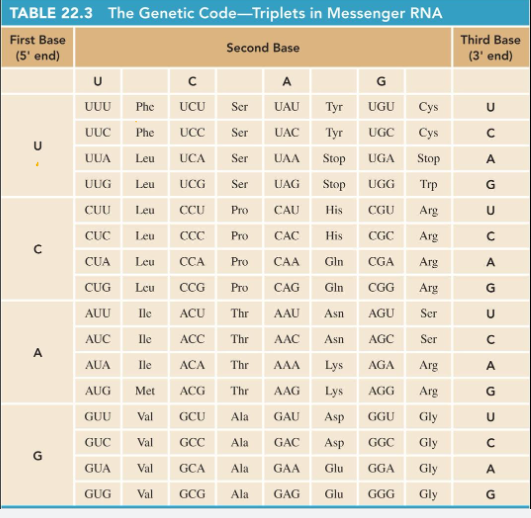 Solved Which of the following codons synthesizes | Chegg.com