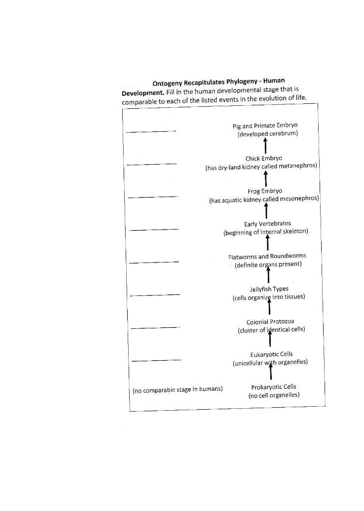 Solved Ontogeny Recapitulates Phylogeny - Human Development. | Chegg.com