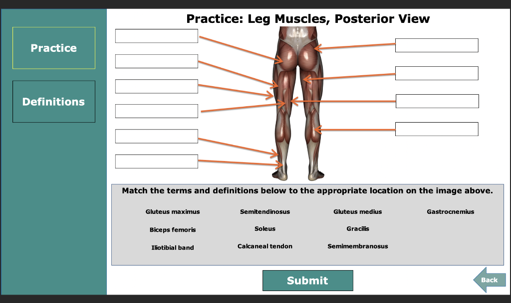 Solved Practice: Leg Muscles, Posterior View Practice MA | Chegg.com