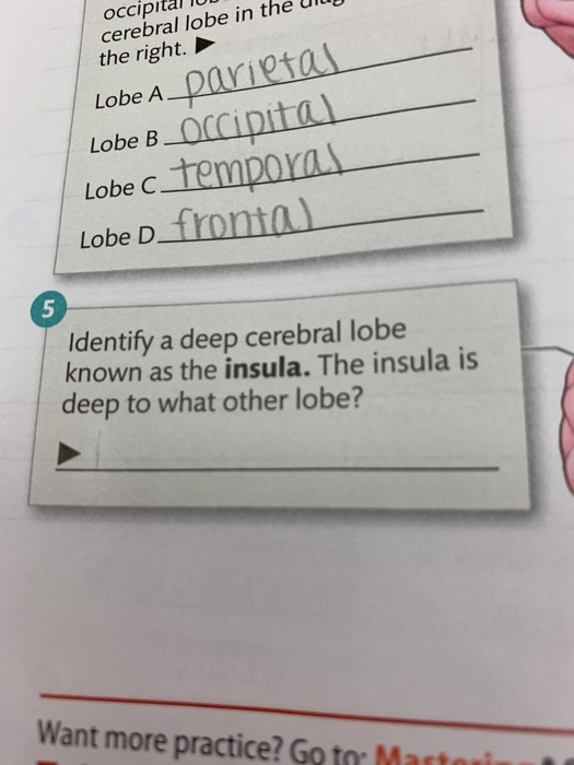 Solved identify three special features of the meninges | Chegg.com