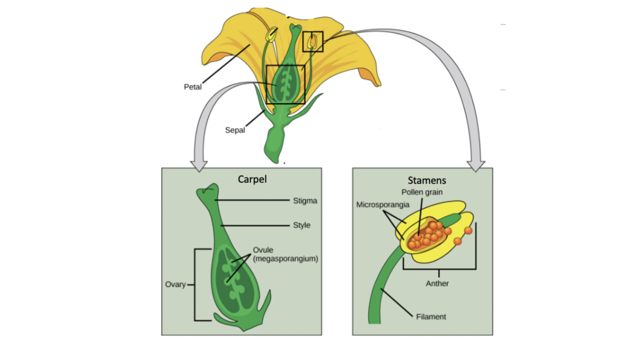 Solved How does the Grevillea flower structure differ to the | Chegg.com