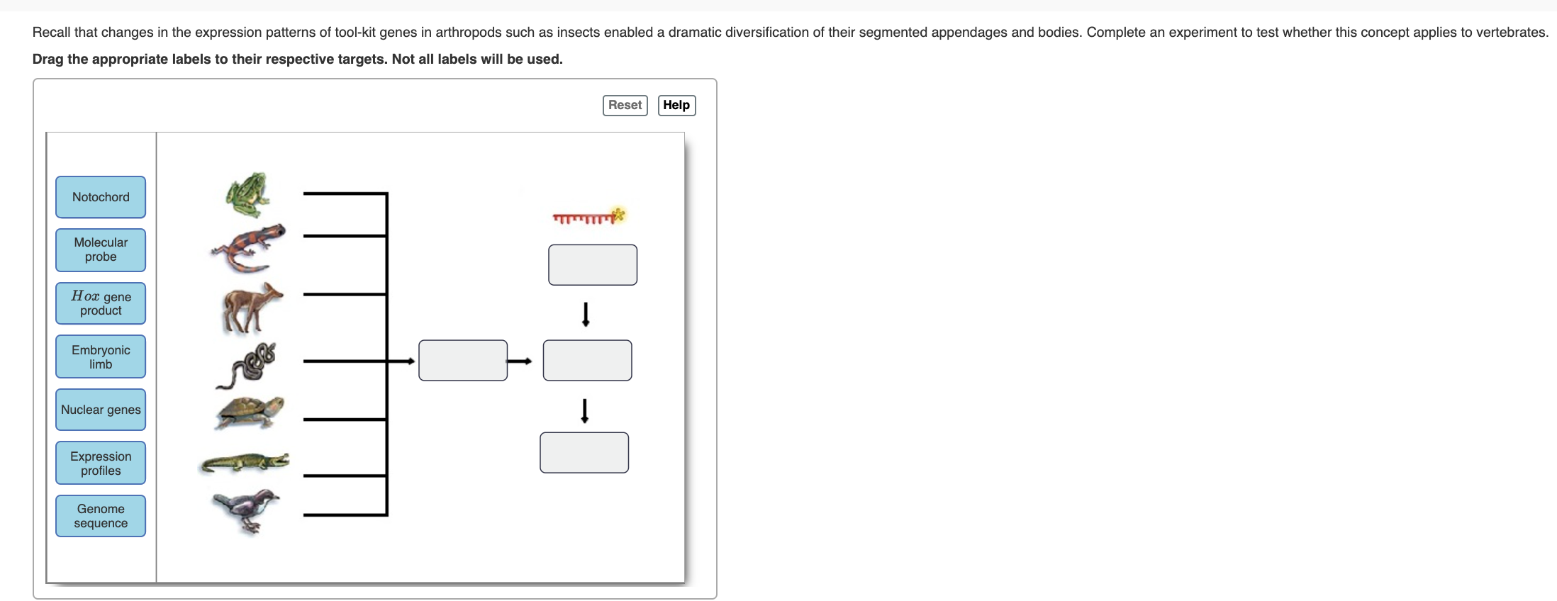 Solved Recall that changes in the expression patterns of | Chegg.com