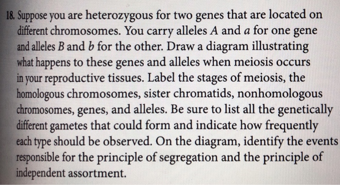 Solved 18. Suppose you are heterozygous for two genes that | Chegg.com