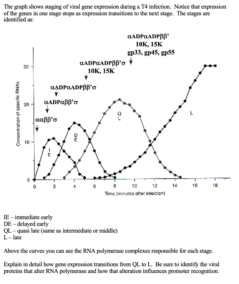 Solved The graph shows staging of viral gene expression | Chegg.com
