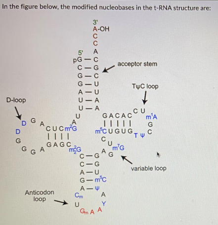 Solved In the figure below, the modified nucleobases in the | Chegg.com