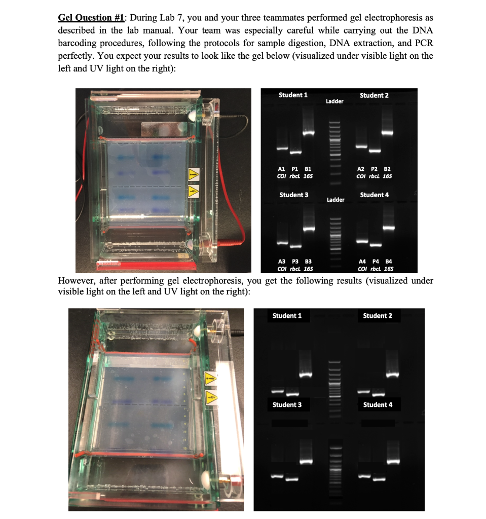 Solved Gel Question #1 (continued): After reviewing the Lab | Chegg.com
