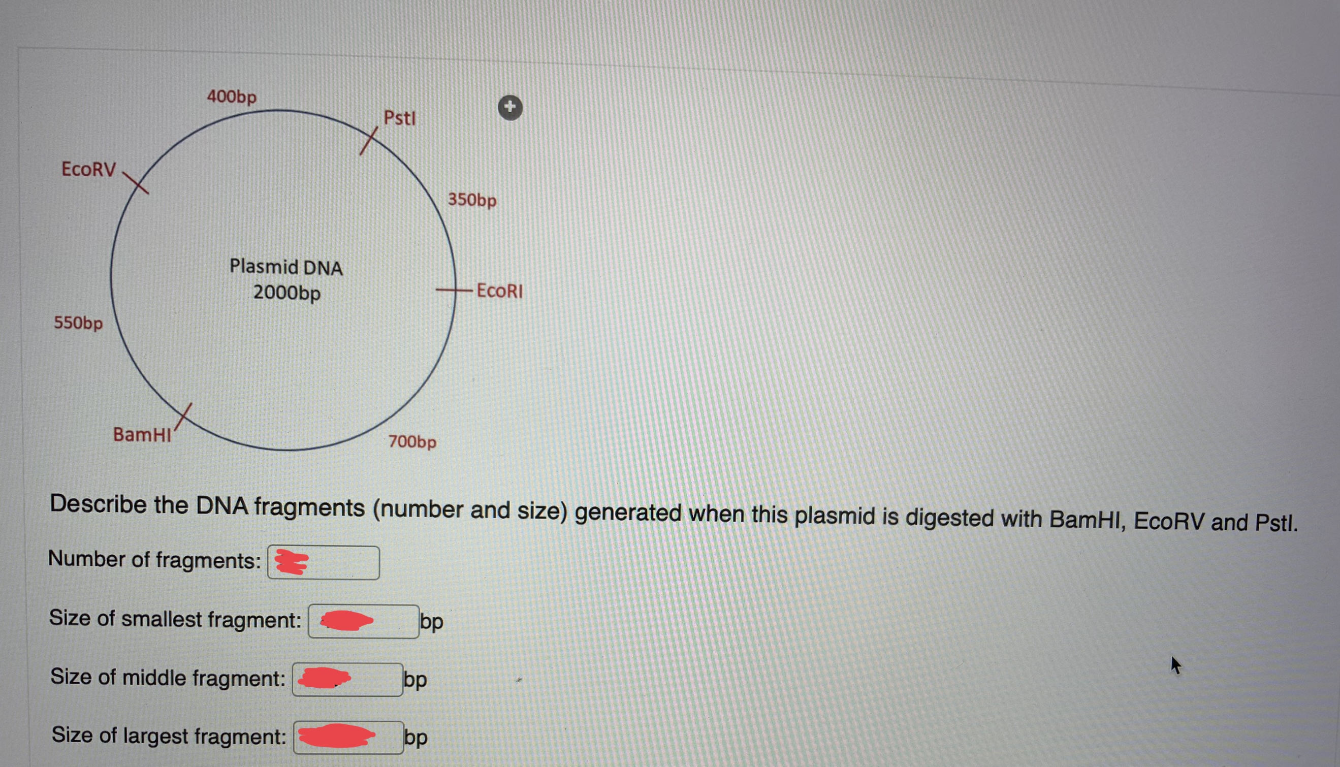 Solved Describe the DNA fragments (number and size) | Chegg.com