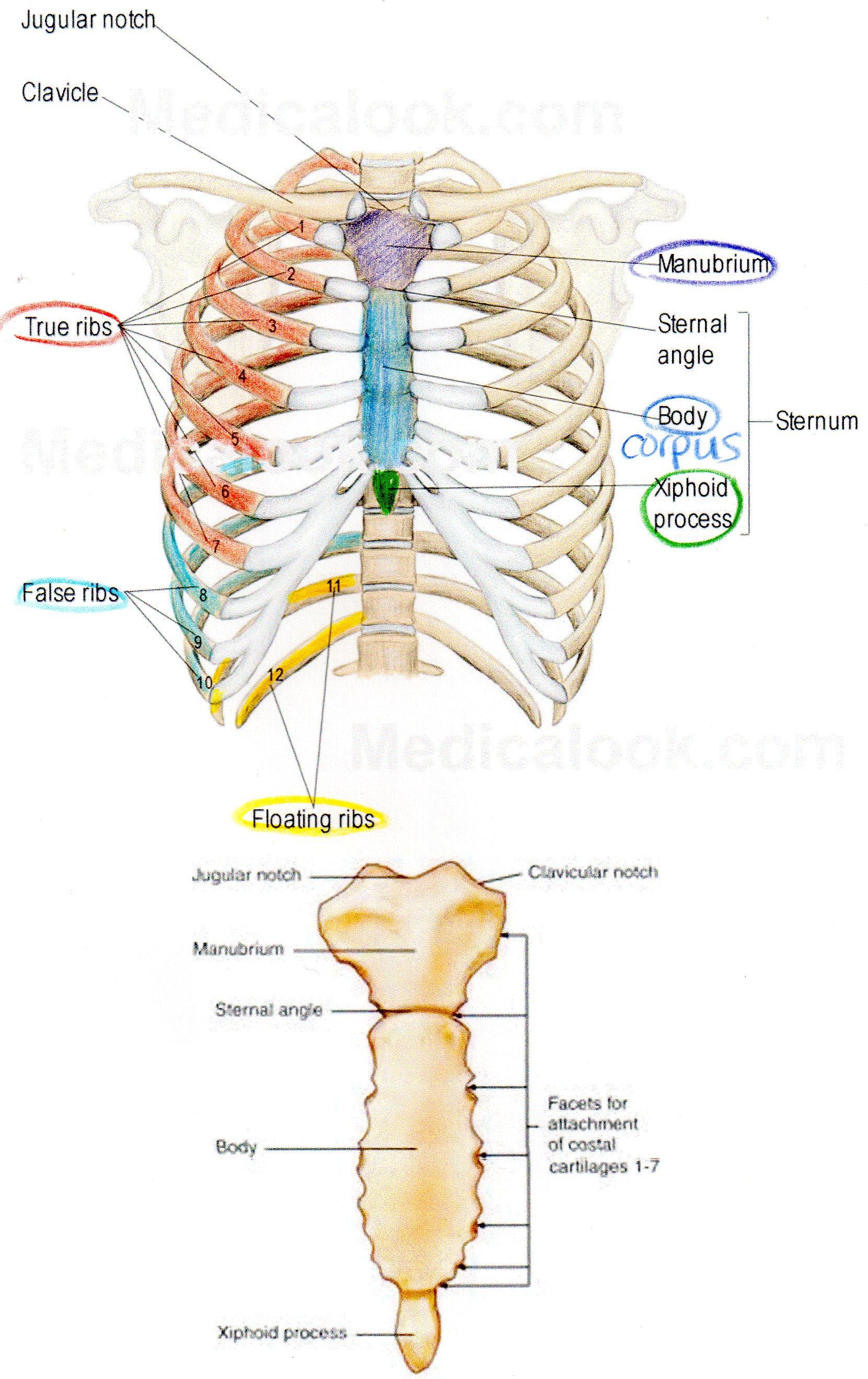 Sternum Anatomy Unlabeled