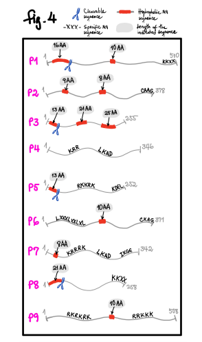Solved The two smallest proteins in their fully mature form, | Chegg.com