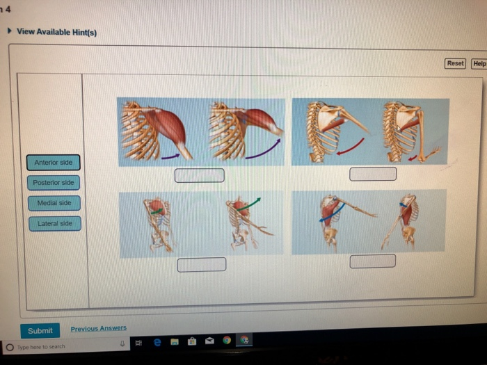 Solved View Available Hint(s) Reset Help Anterior side | Chegg.com