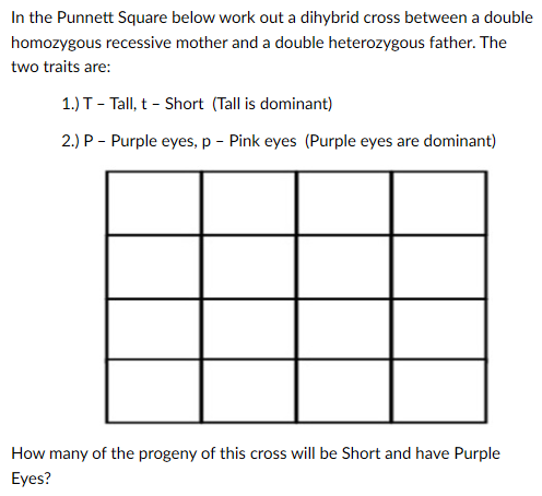 Dihybrid Cross Punnett Square