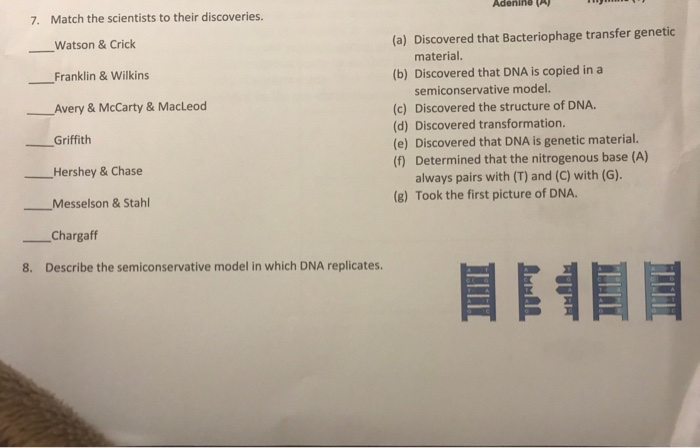 Solved 7. Match the scientists to their discoveries Adenine | Chegg.com
