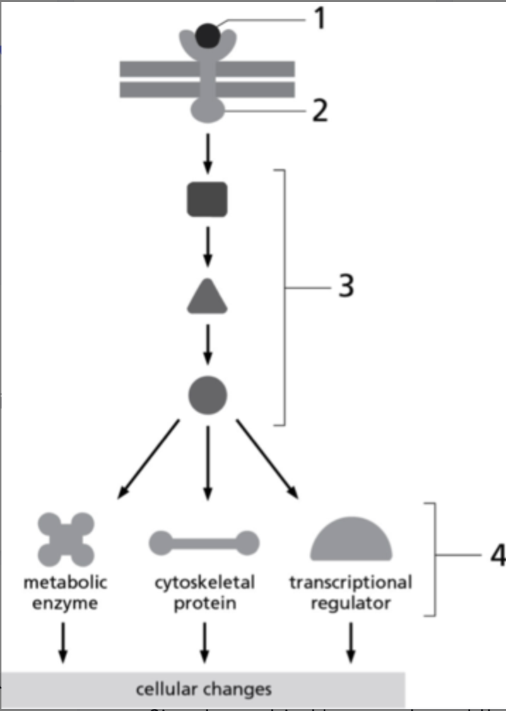 Solved given the generic signaling pathway in this figure, | Chegg.com