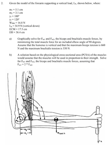 Given the model of the forearm supporting a vertical | Chegg.com