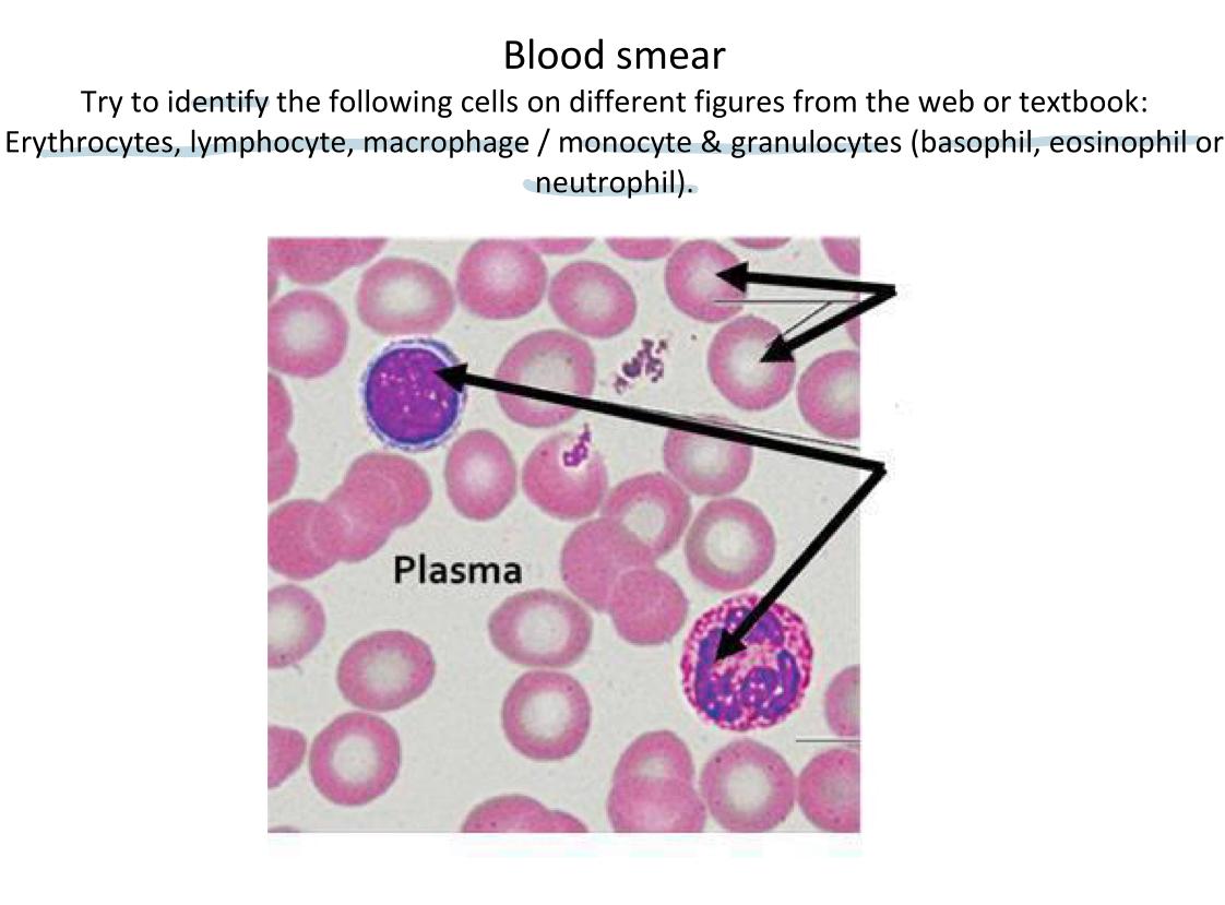 Solved Blood smear Try to identify the following cells on | Chegg.com
