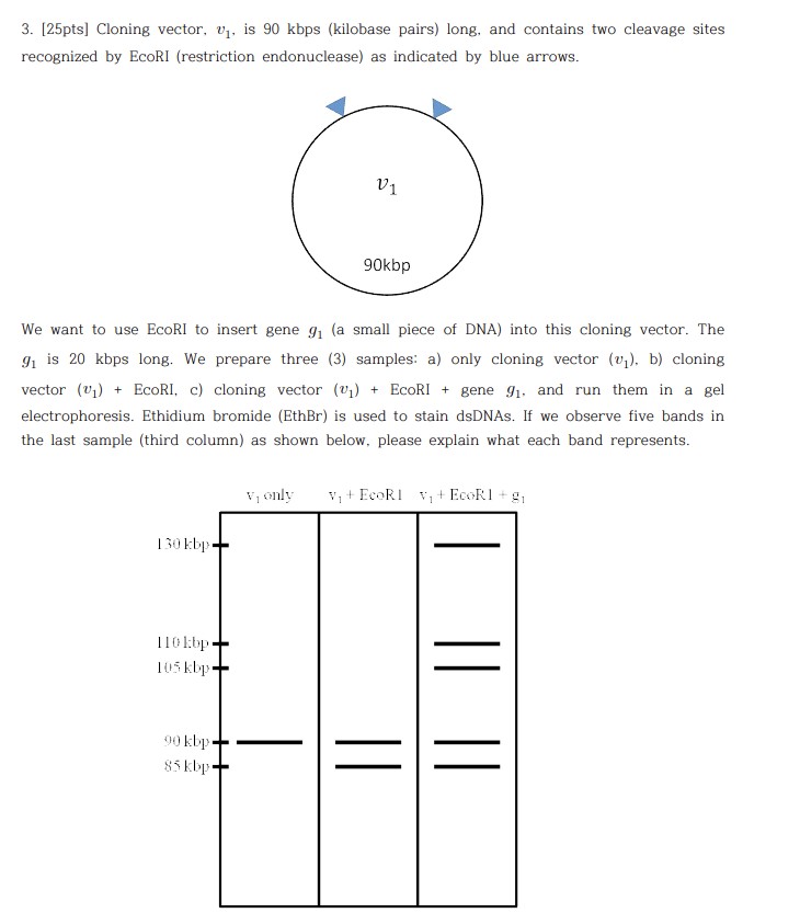 Solved 3. [25pts] Cloning vector, v1, is 90kbps (kilobase | Chegg.com