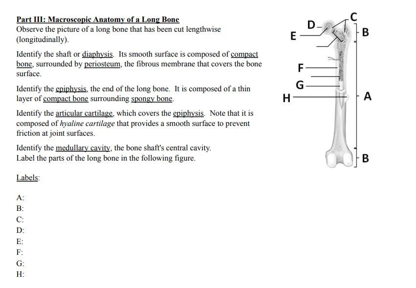 Part II: Bones of the axial skeleton and appendicular | Chegg.com