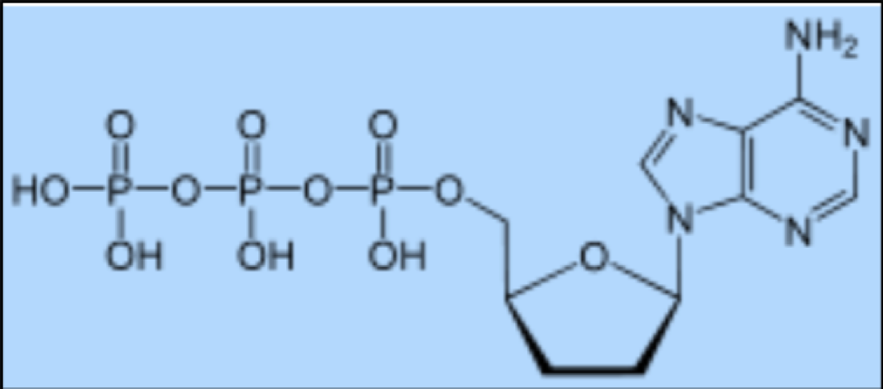 Solved Below is a structure of dideoxyadenosine | Chegg.com
