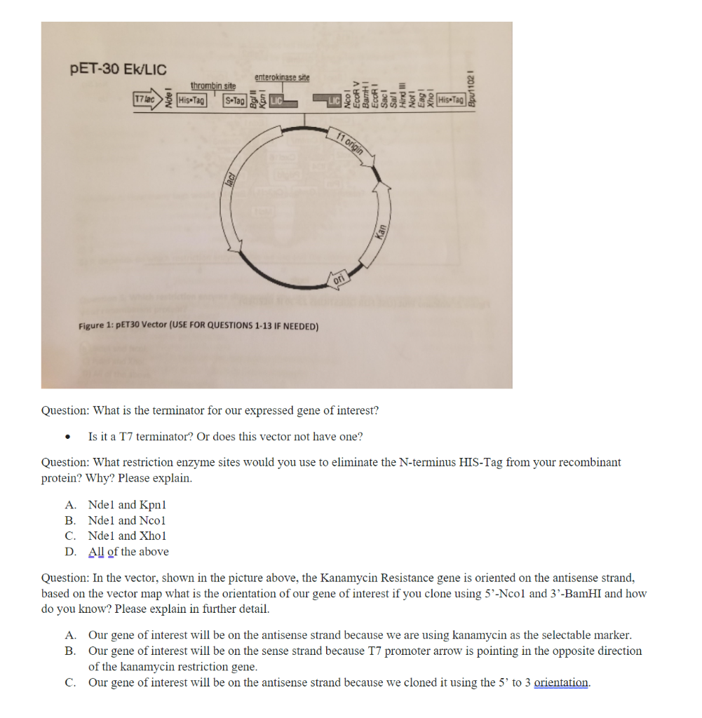 Solved PET-30 Ek/LIC enterokinase site thrombin site 17 lac | Chegg.com