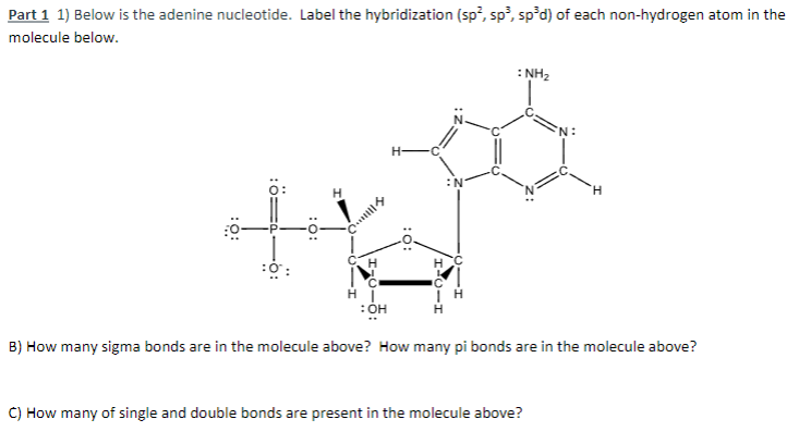 Solved Part 1 1) Below is the adenine nucleotide. Label the | Chegg.com