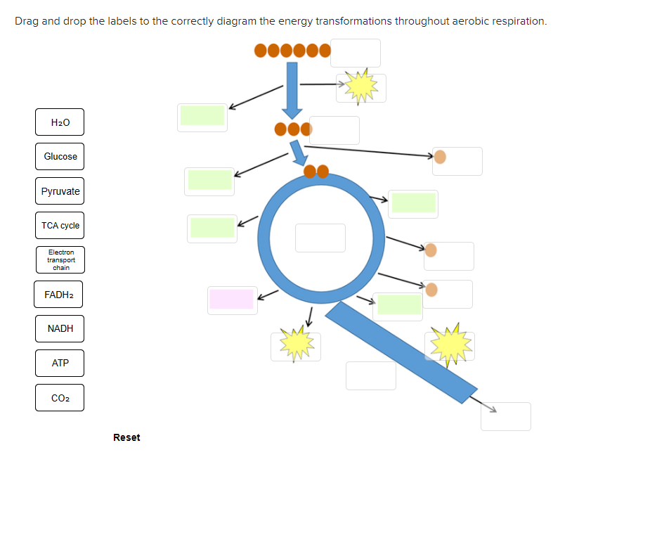 Solved Drag and drop the labels to the correctly diagram the | Chegg.com