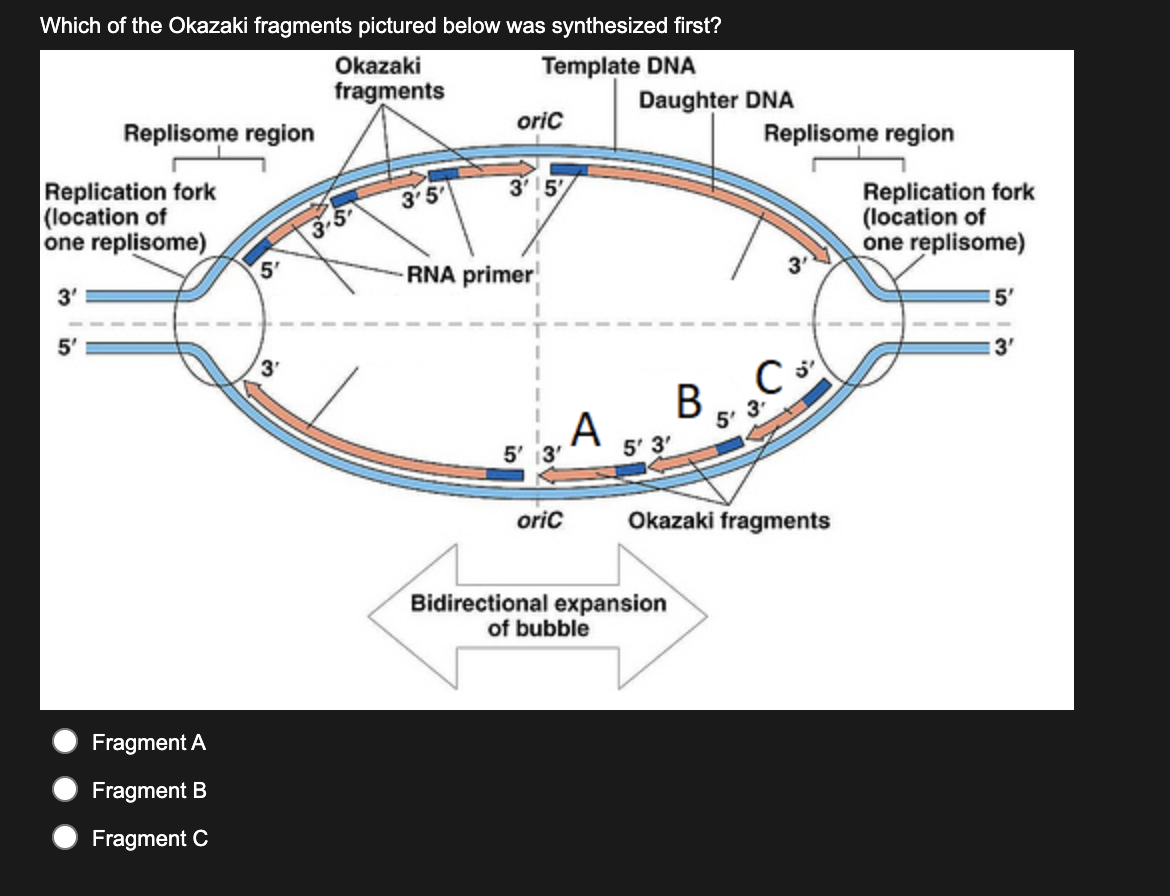 Solved Which of the Okazaki fragments pictured below was | Chegg.com
