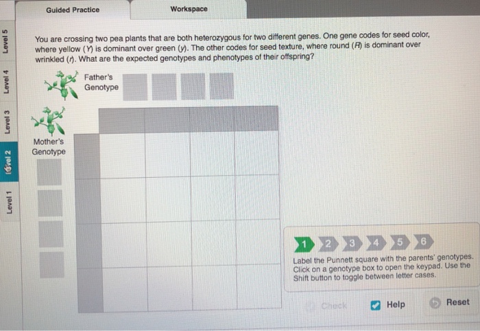 Use the interactive Punnett Squares. Level 5 to | Chegg.com