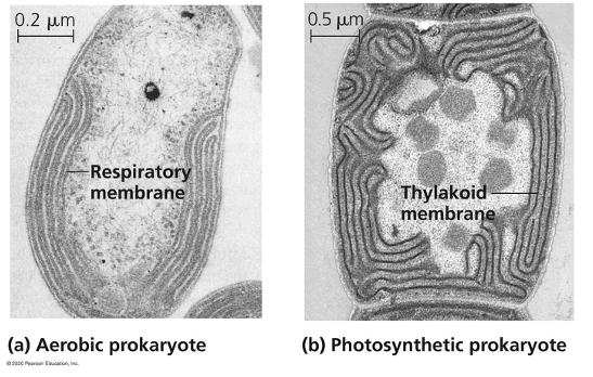 Autotrophic Prokaryotes