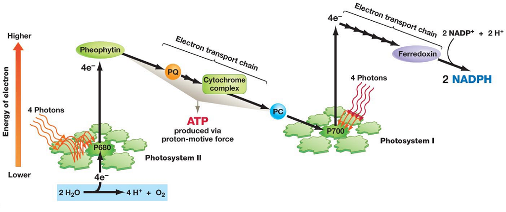 Solved Refering to the diagram below, 1. Which molecule | Chegg.com