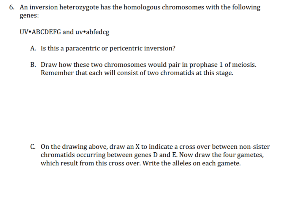 Solved An Inversion Heterozygote Has The Homologous