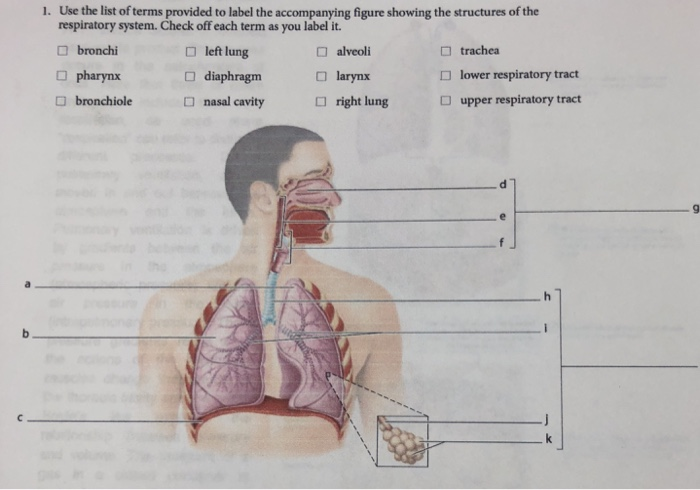 Solved Use the list of terms provided to label the | Chegg.com