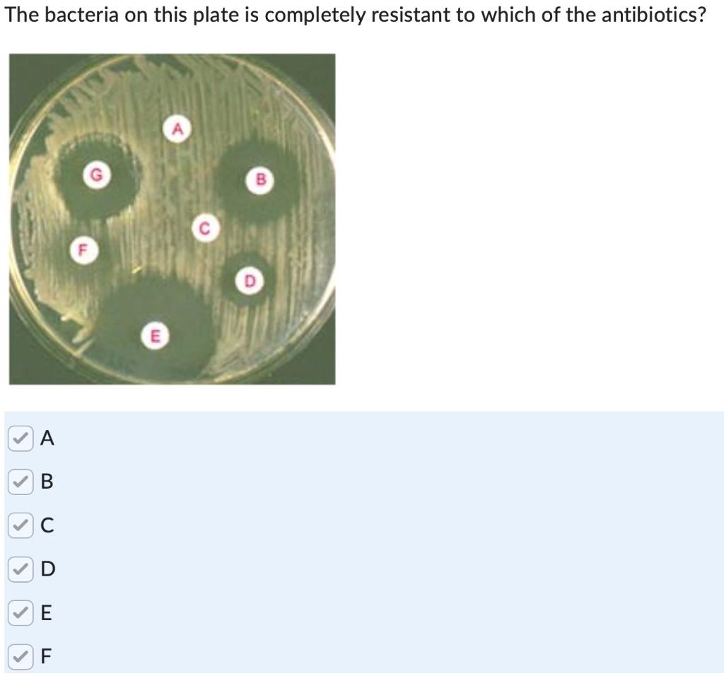 Solved The bacteria on this plate is completely resistant to | Chegg.com
